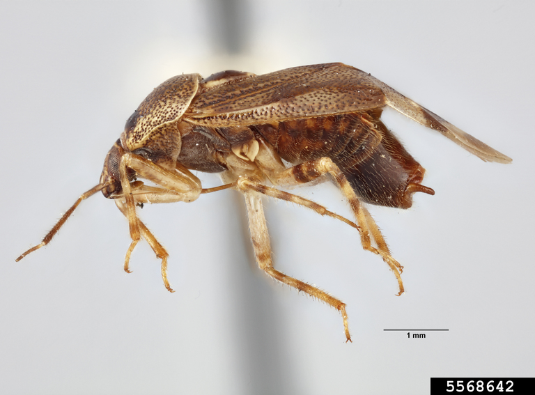 Plant bug (Deraeocoris aphidiphagus Knight)