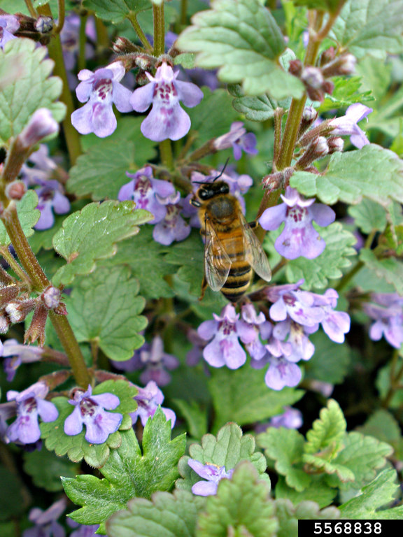 honey bee (Apis mellifera Linnaeus)