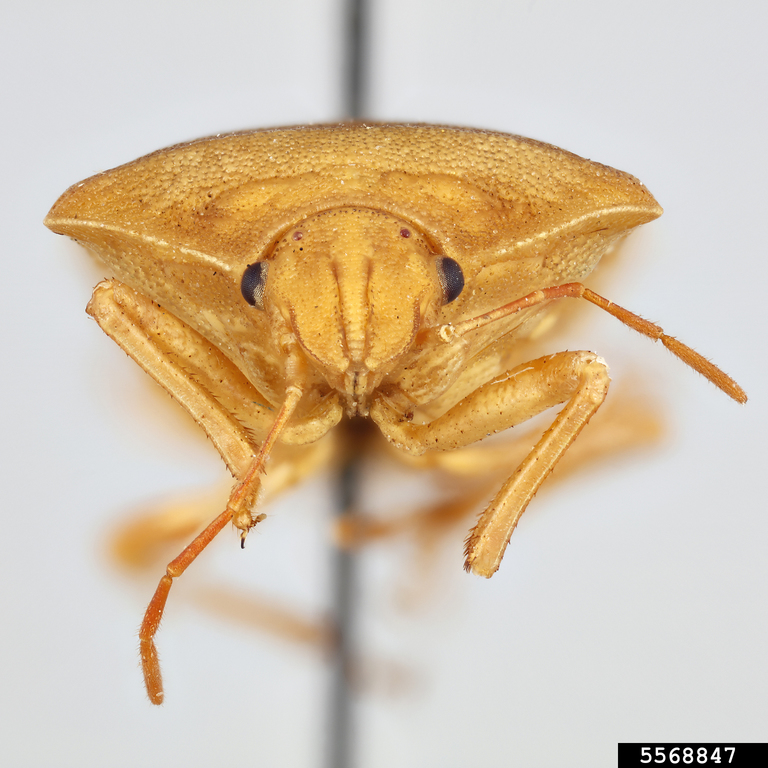 shield bug (Acledra albocostata)