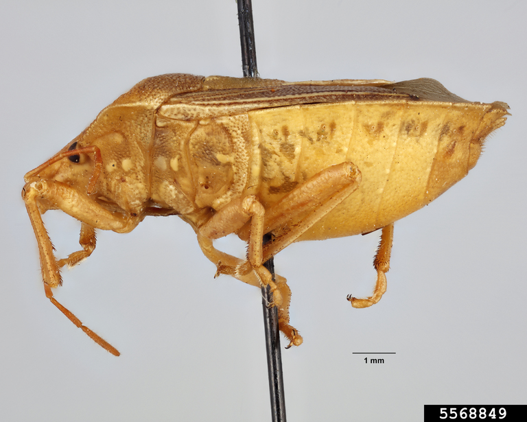 shield bug (Acledra albocostata)