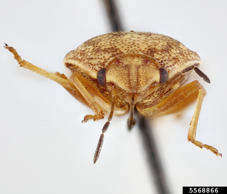 shield bug (Adria parvula (Dallas))