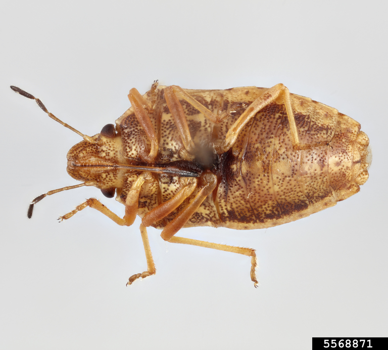 shield bug (Adria parvula)