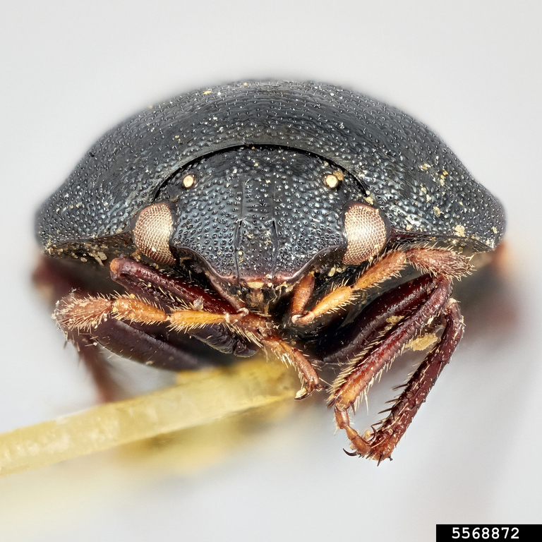 ebony bug (Allocoris incognita)