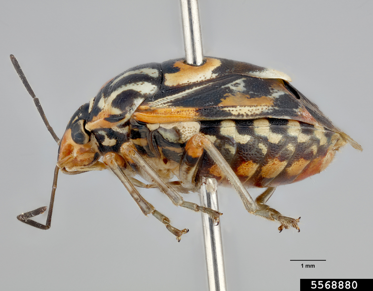 Antestia bug (Antestiopsis orbitalis)