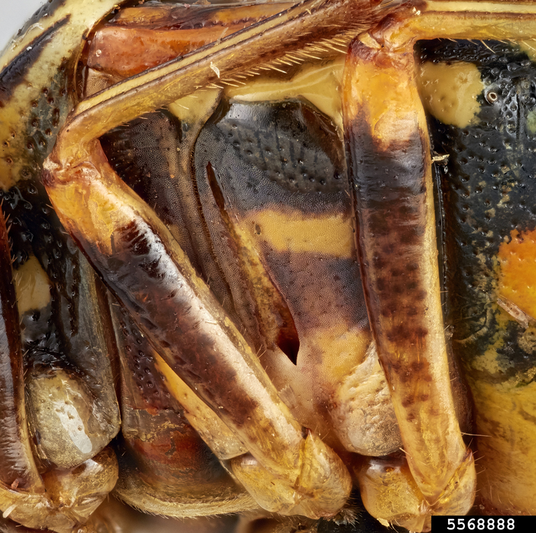 Antestia bug (Antestiopsis orbitalis)