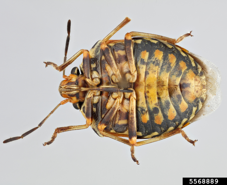 Antestia bug (Antestiopsis orbitalis (Westwood))