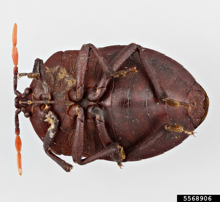 shield bug (Coridius nubilus (Westwood))