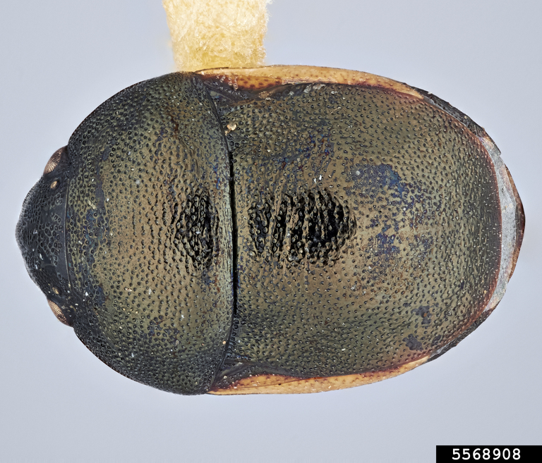 ebony bug (Corimelaena extensa)