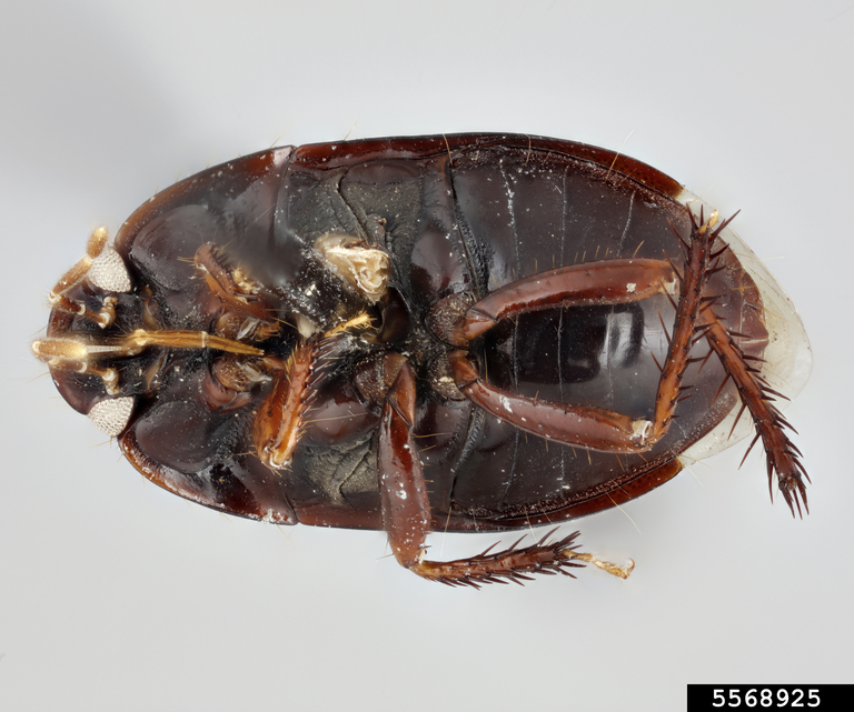 burrowing bug (Dallasiellus alutaceus Froeschner)