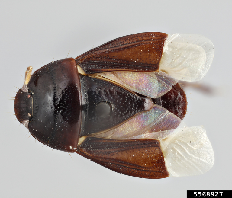 burrowing bug (Dallasiellus alutaceus)