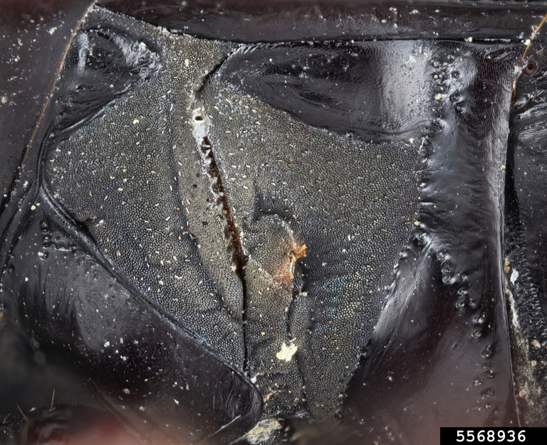 burrowing bug (Dallasiellus bacchinus Froeschner)
