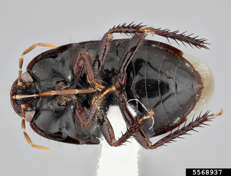 burrowing bug (Dallasiellus bacchinus)