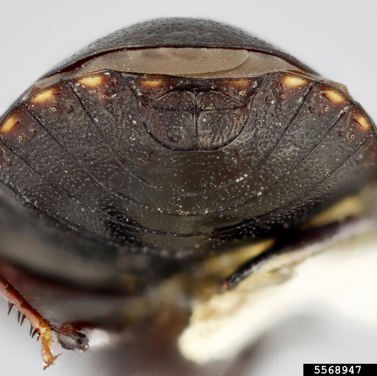 shield bug (Galgupha texana McAtee & Malloch)