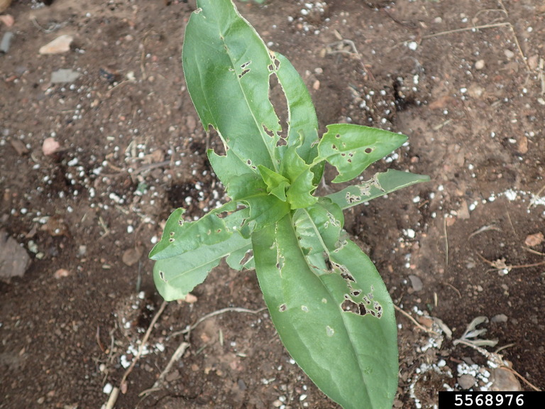 earwig (Order Dermaptera)