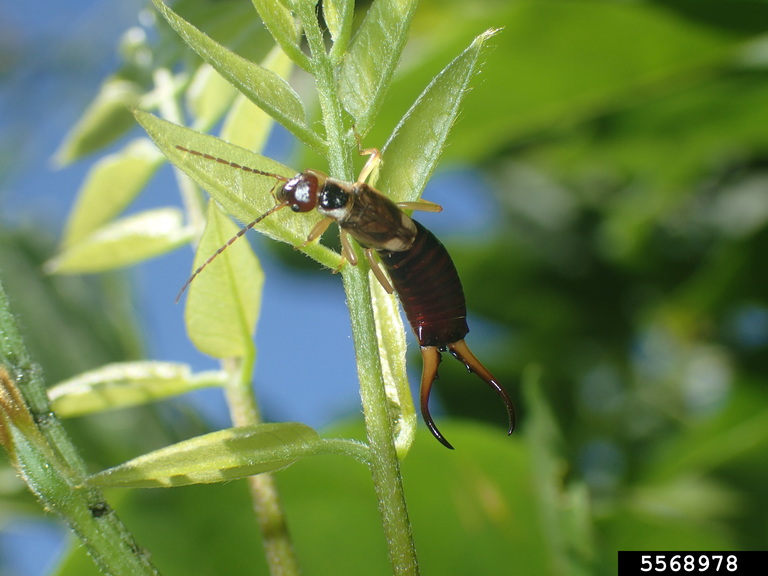 earwig (Order Dermaptera)