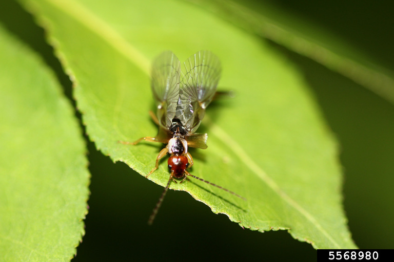 earwig (Order Dermaptera)