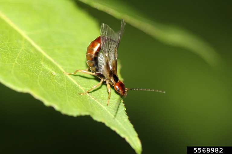 earwig (Order Dermaptera)