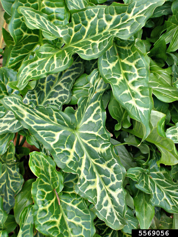 Italian arum (Arum italicum)