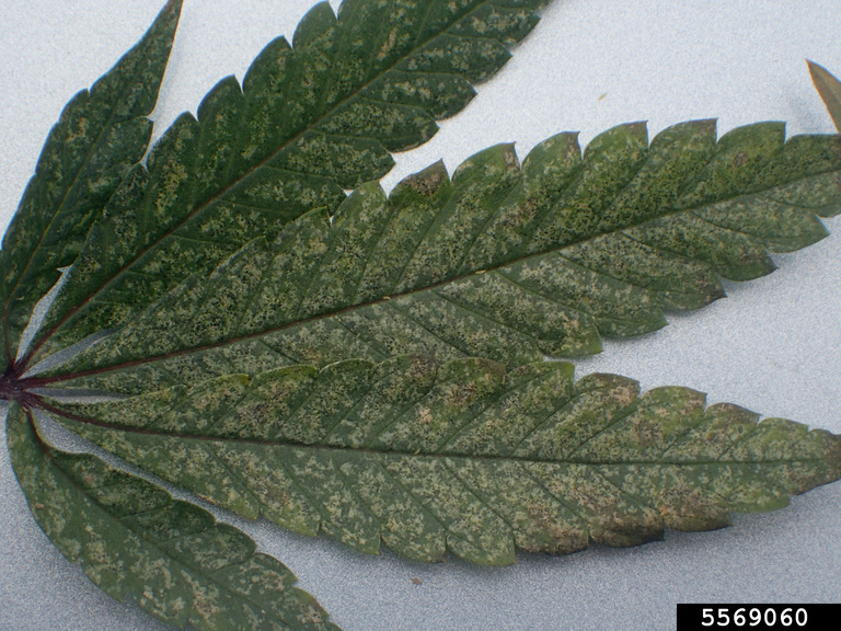 onion thrips (Thrips tabaci Lindeman, 1889)