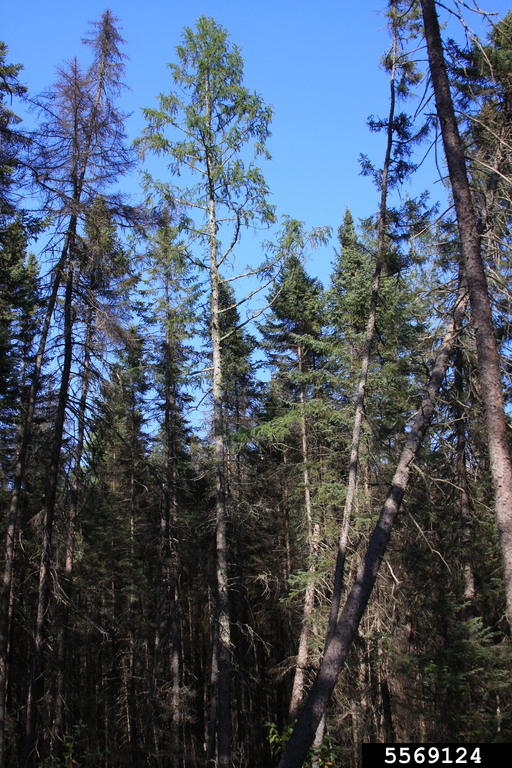 tamarack (Larix laricina (Du Roi) K. Koch)