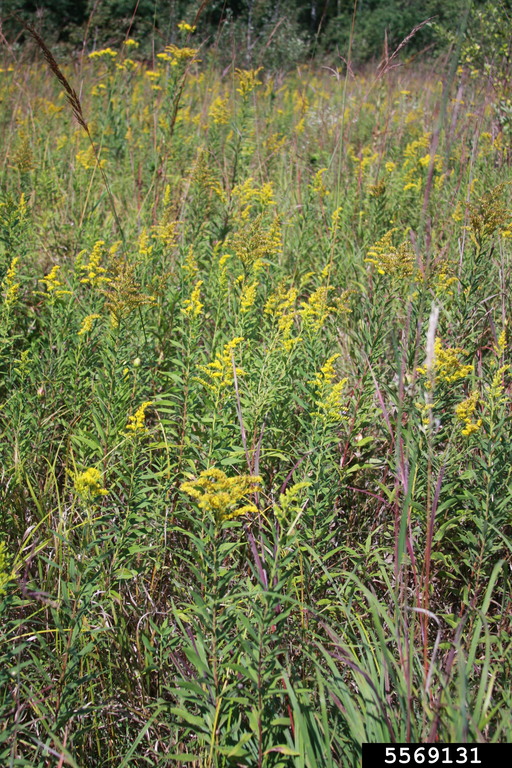 goldenrod (Genus Solidago)