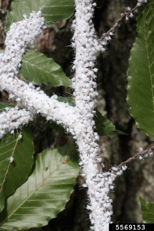 beech blight aphid (Grylloprociphilus imbricator (Fitch, 1851))