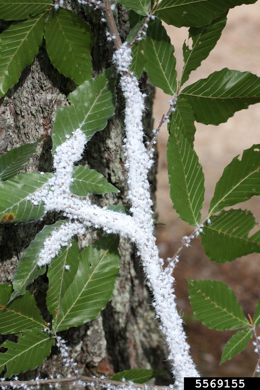 beech blight aphid (Grylloprociphilus imbricator)