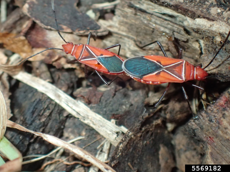 St. Andrew's cotton stainers (Dysdercus andreae (Linnaeus, 1758))