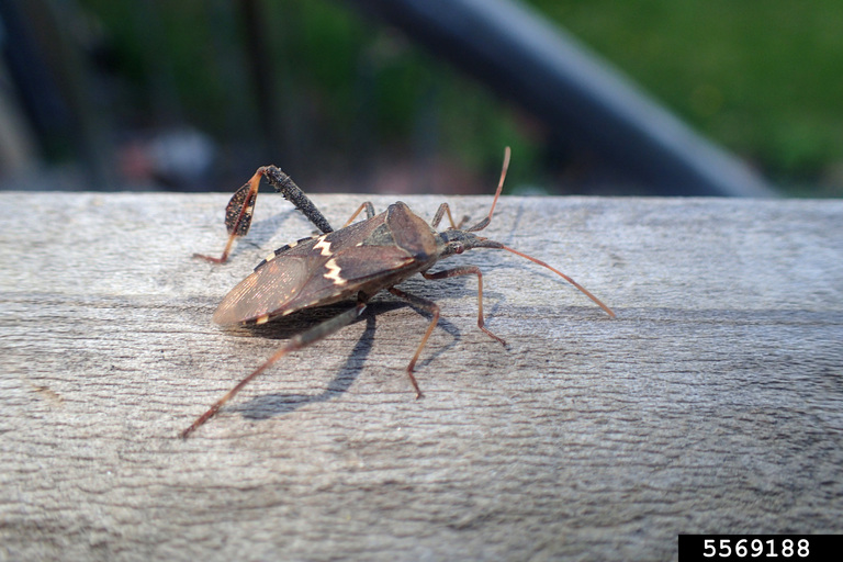 western leaf-footed bug (Leptoglossus clypealis Heidemann, 1910)