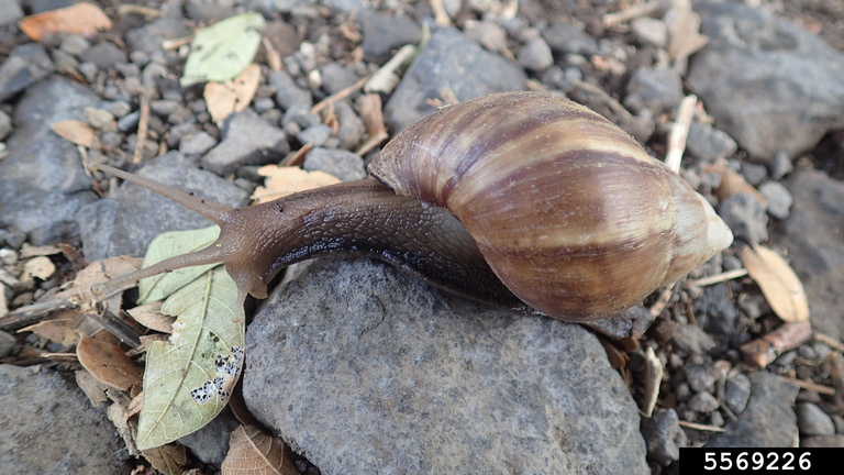 African giant snail (Lissachatina fulica (Bowdich, 1822))