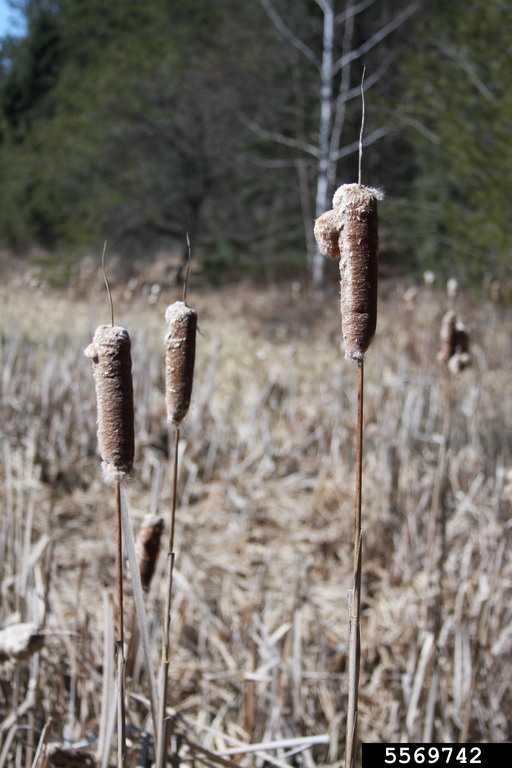 common cattail (Typha latifolia)