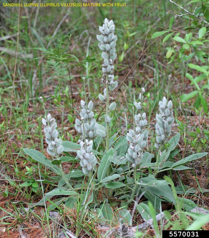 lady lupine (Lupinus villosus)