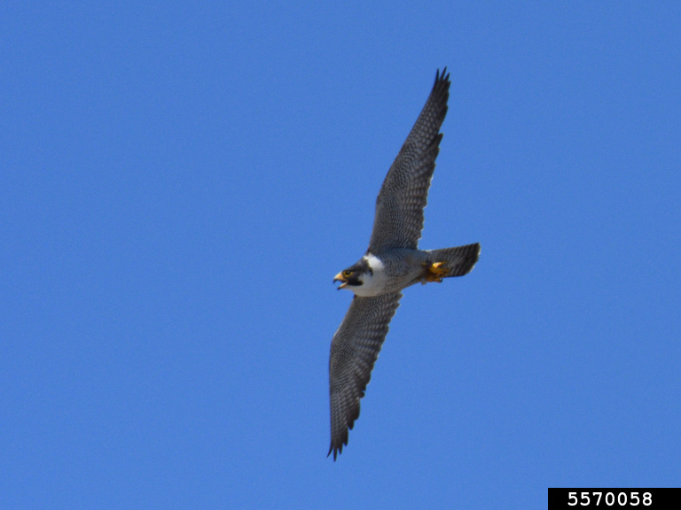 peregrine falcon (Falco peregrinus Tunstall, 1771)
