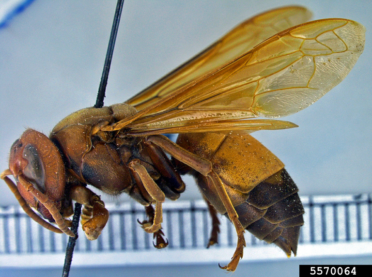 Lesser banded hornet (Vespa affinis)