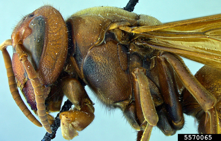 Lesser banded hornet (Vespa affinis)