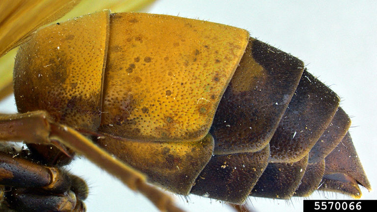 Lesser banded hornet (Vespa affinis)