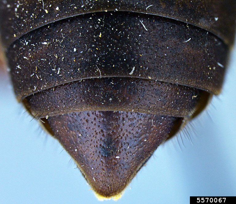 Lesser banded hornet (Vespa affinis)