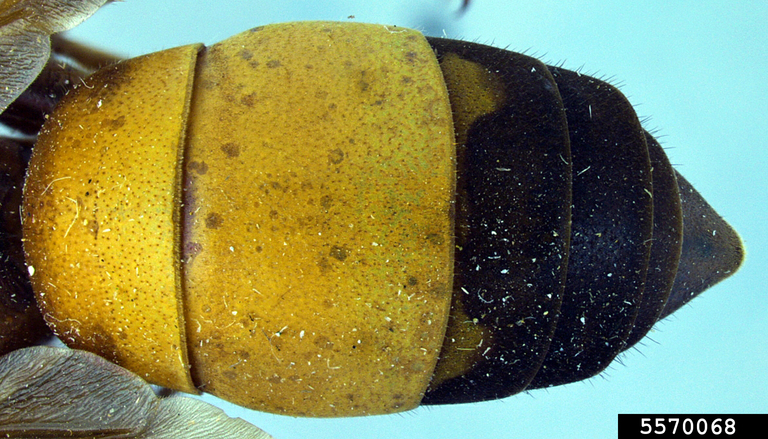 Lesser banded hornet (Vespa affinis (Linnaeus, 1764))