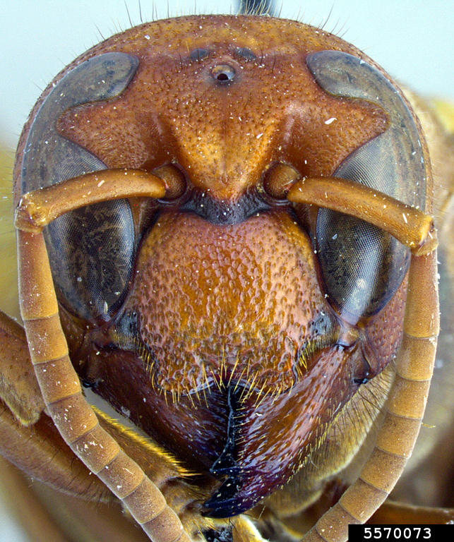 Lesser banded hornet (Vespa affinis)