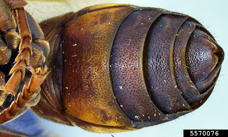 Lesser banded hornet (Vespa affinis)