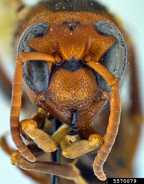 Lesser banded hornet (Vespa affinis (Linnaeus, 1764))