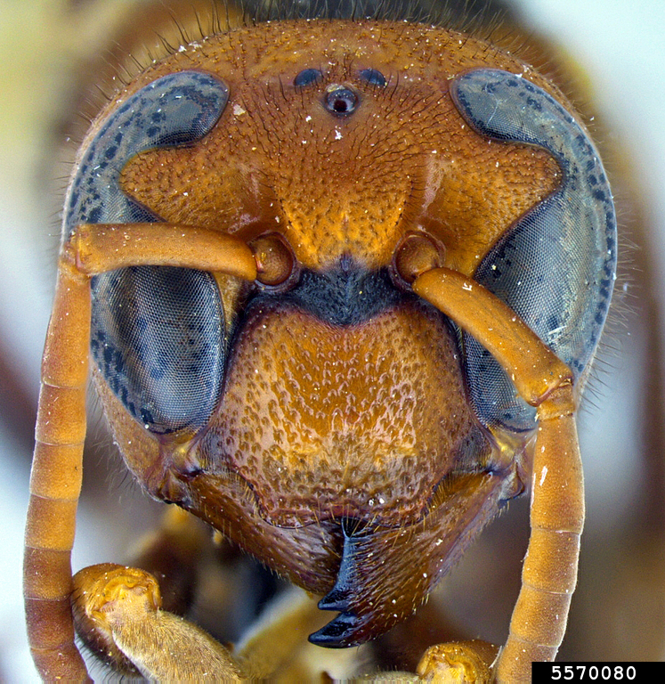 Lesser banded hornet (Vespa affinis)