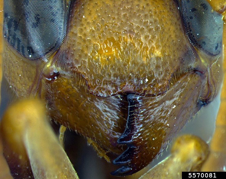 Lesser banded hornet, Vespa affinis (Hymenoptera: Vespidae) - 5570081