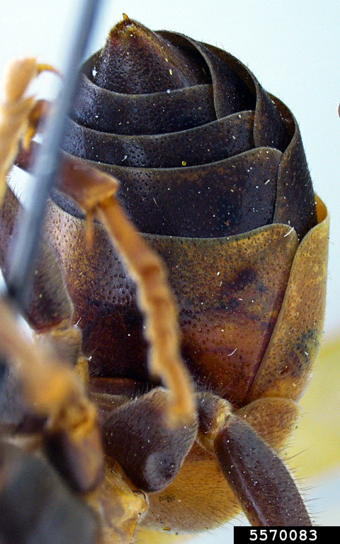 Lesser banded hornet, Vespa affinis (Hymenoptera: Vespidae) - 5570083