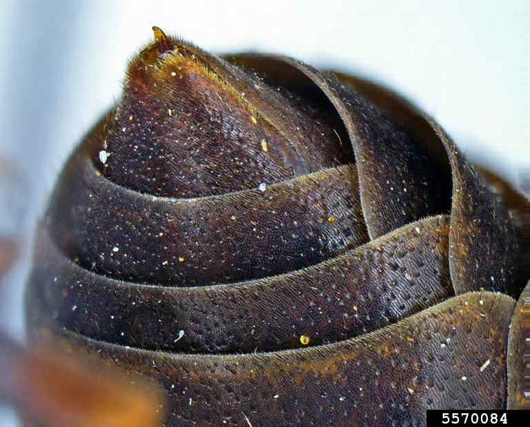 Lesser banded hornet, Vespa affinis (Hymenoptera: Vespidae) - 5570084