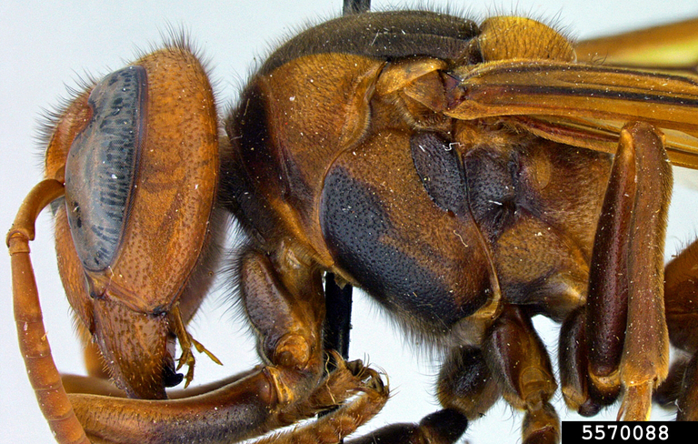 Lesser banded hornet (Vespa affinis (Linnaeus, 1764))