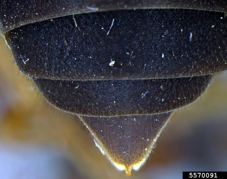 Lesser banded hornet (Vespa affinis (Linnaeus, 1764))