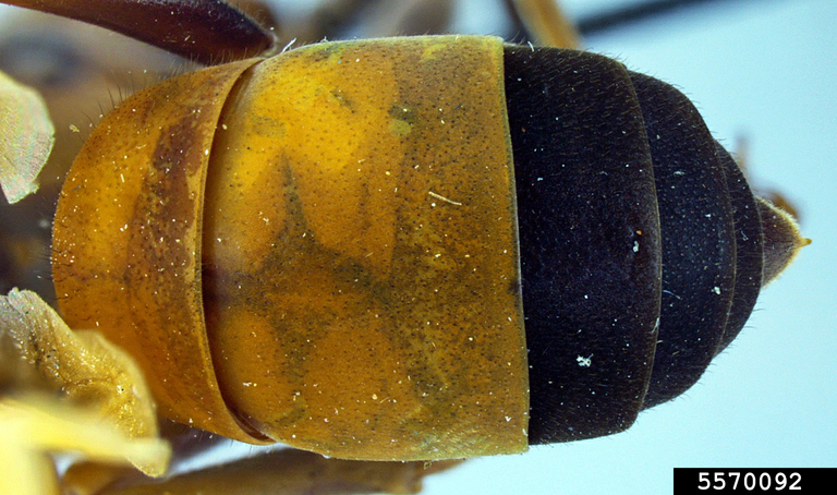 Lesser banded hornet (Vespa affinis)