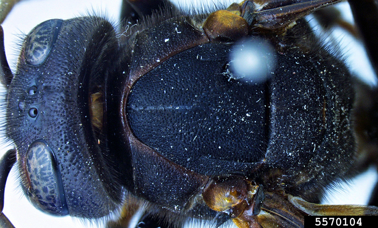 Lesser banded hornet, Vespa affinis (Hymenoptera: Vespidae) - 5570104