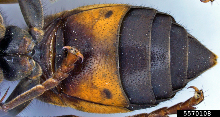 Lesser banded hornet (Vespa affinis)